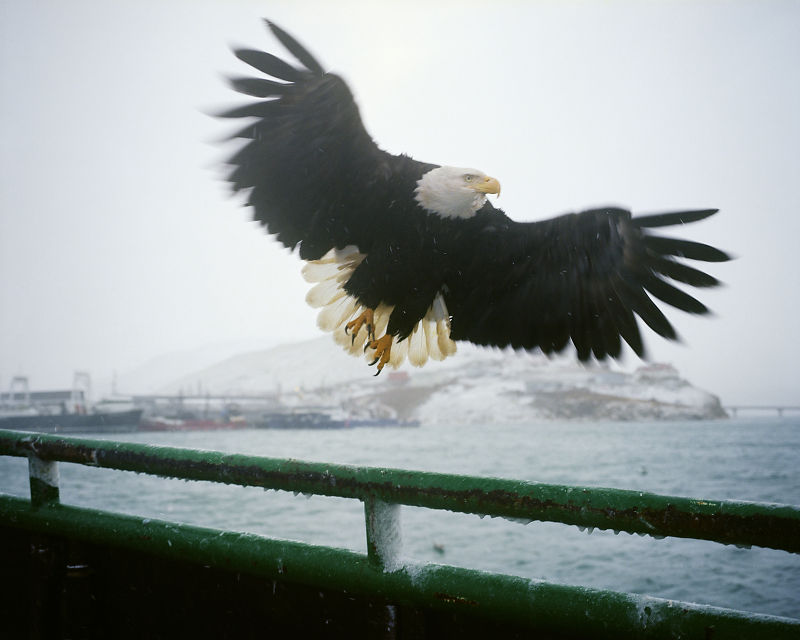Eagle Guest - Corey Arnold - Photographer