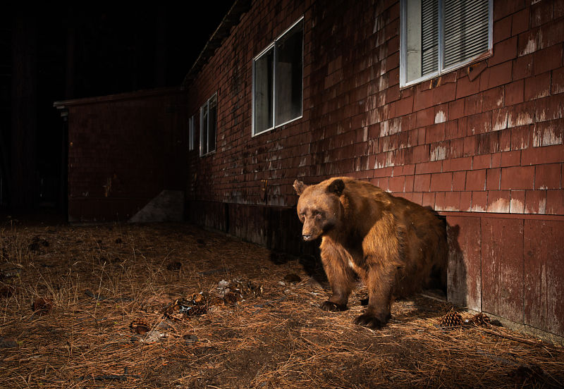 House Bear - Corey Arnold - Photographer