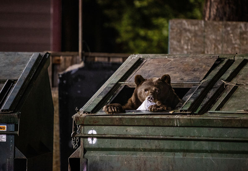 Dumpster Bear - Corey Arnold - Photographer