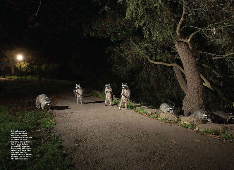 Why Cities are Going Wild - National Geographic, July 2022 - Corey ...